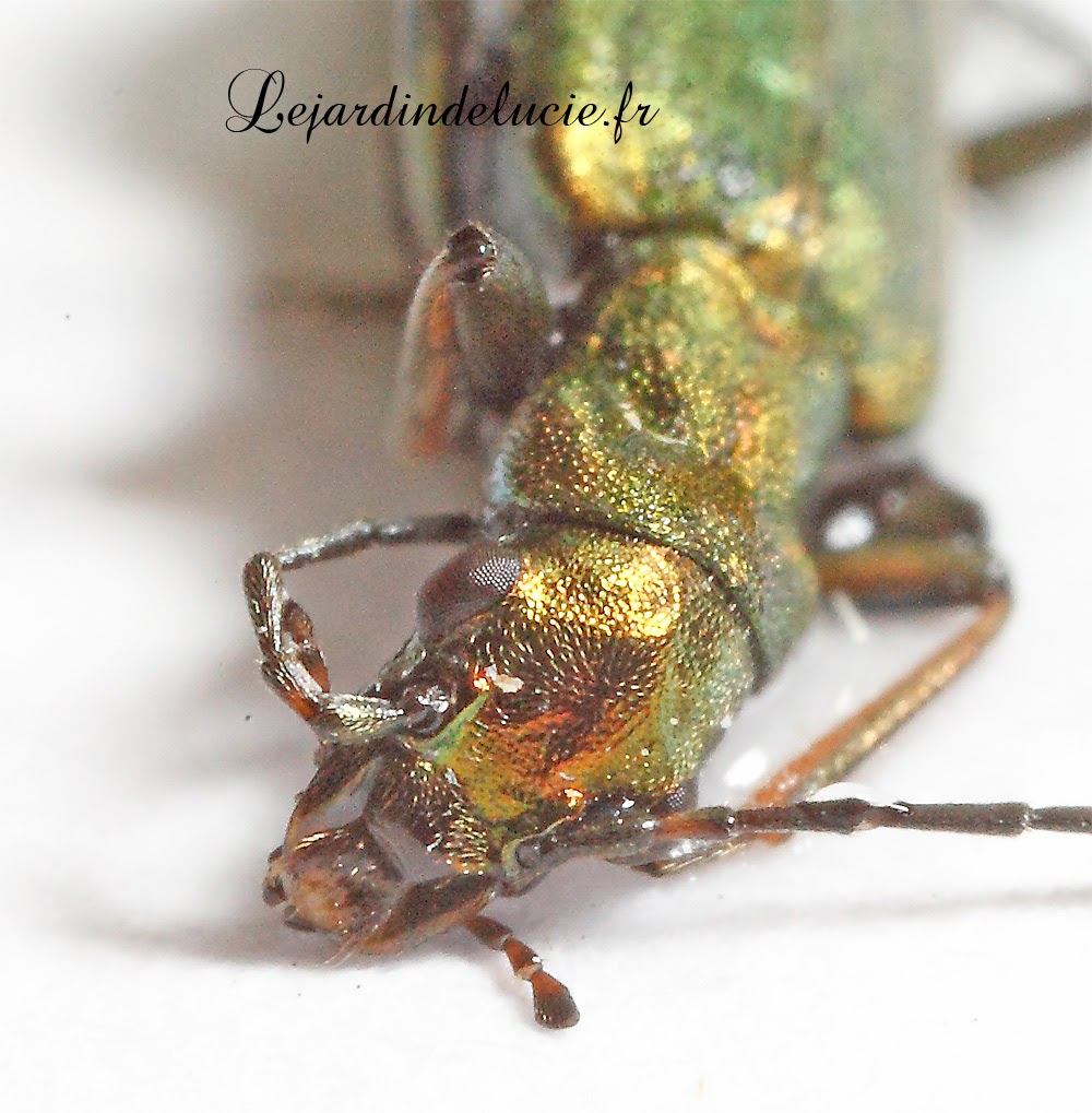 Chrysanthia viridissima, chrysanthie cuivrée, un coléoptère bien vert!