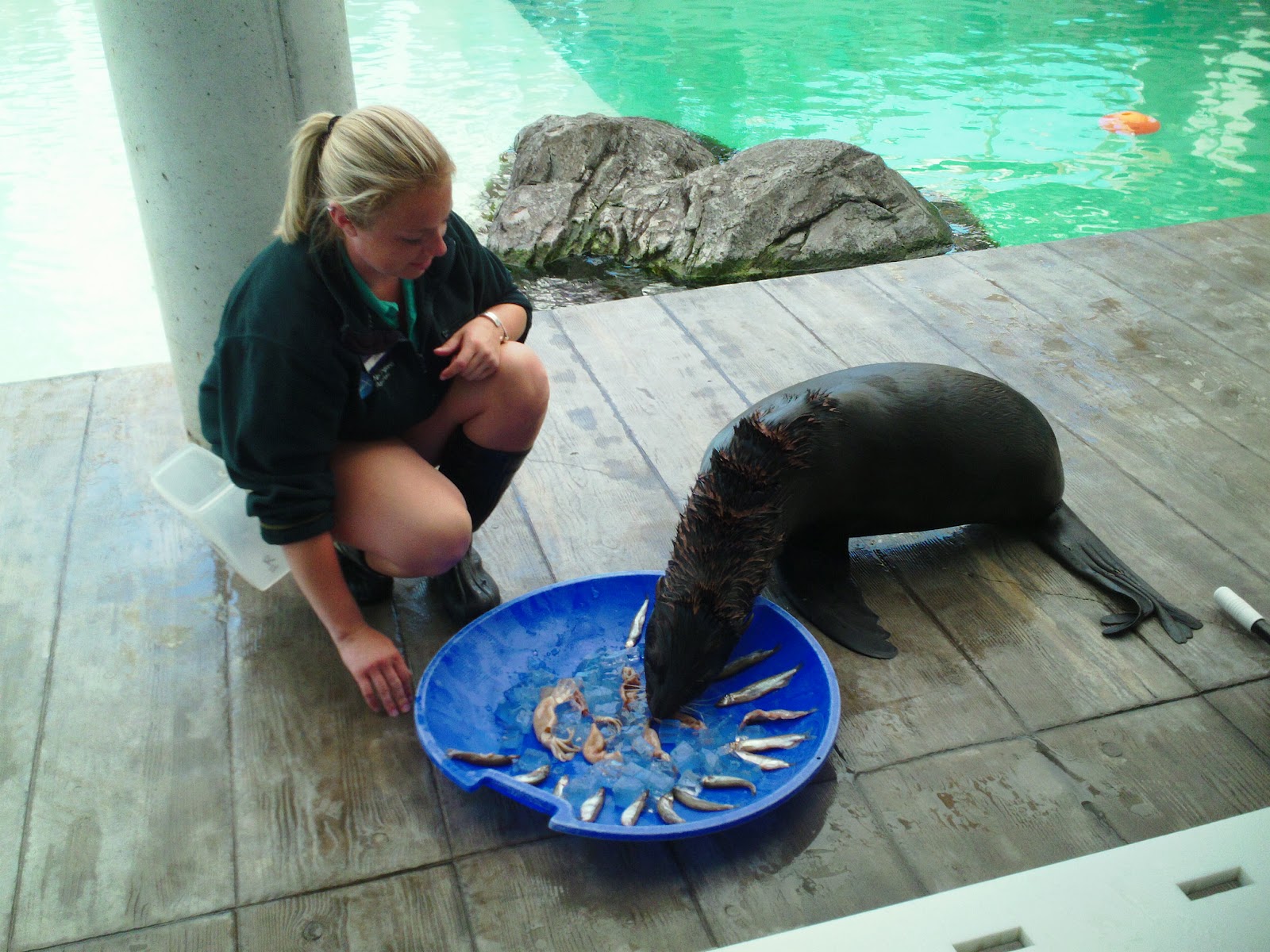 Marine Mammal Trainers