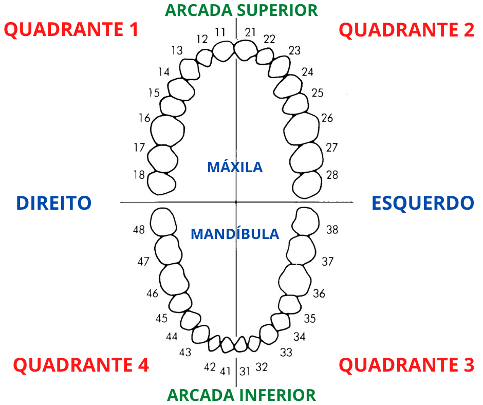 CLASSIFICAÇÃO E NOMENCLATURA DOS DENTES