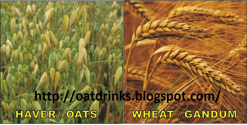 Penurun tekanan darah tinggi Oatdrink: APA ITU OATS?...