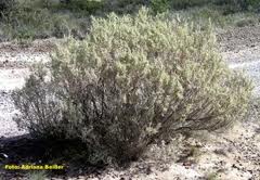 Argentina nativa: Zampa (Atriplex lampa)