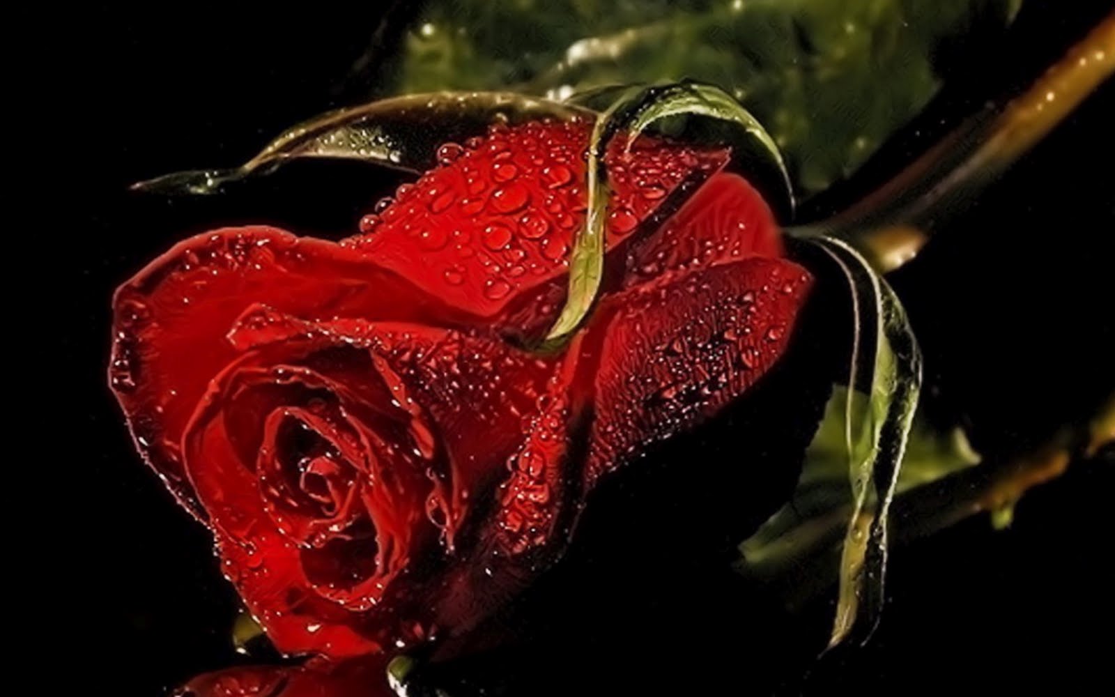 Trandafirul Rosu - Poze Imagini Desktop