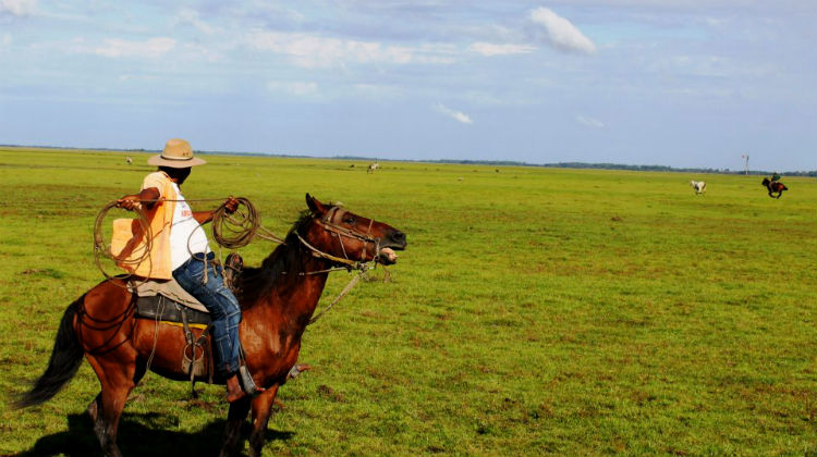 BARINAS EN UN LENTE: Llanero en su faena diaria.