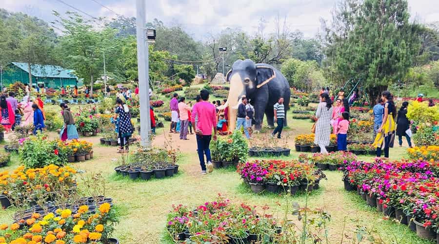 Munnar Travel Guide: Activities & Sightseeing in Munnar, Kerala - Manju Farswan Blog