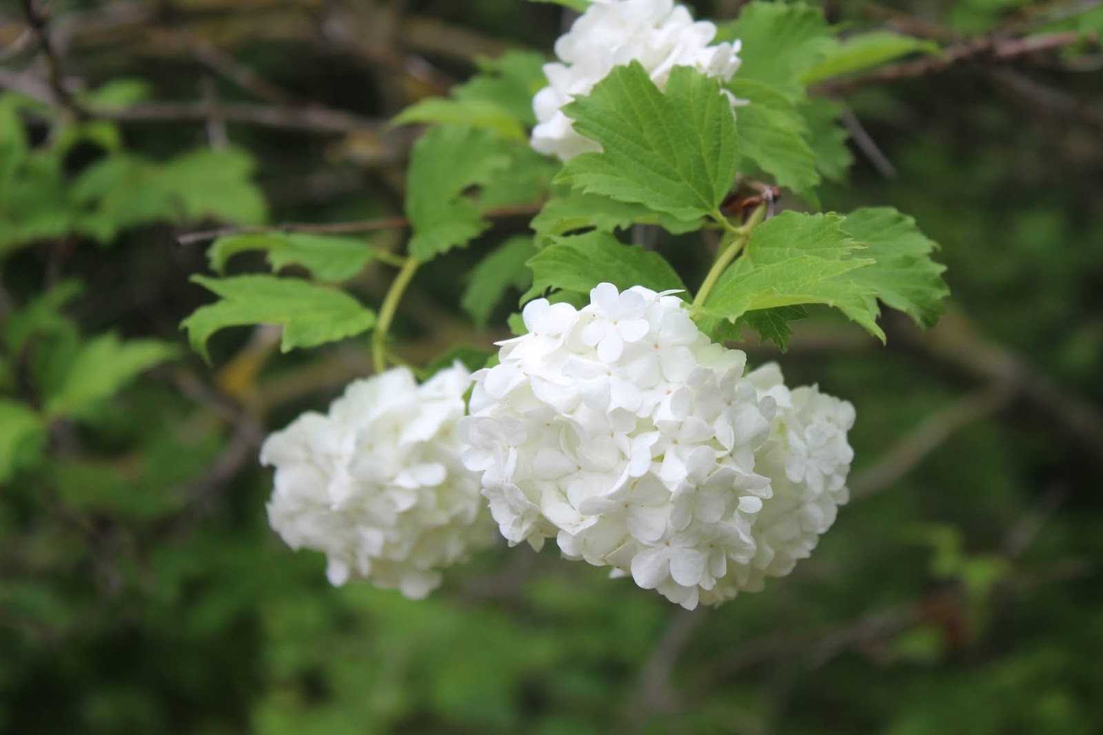 Far Side of Fifty: Snowball and Veronica