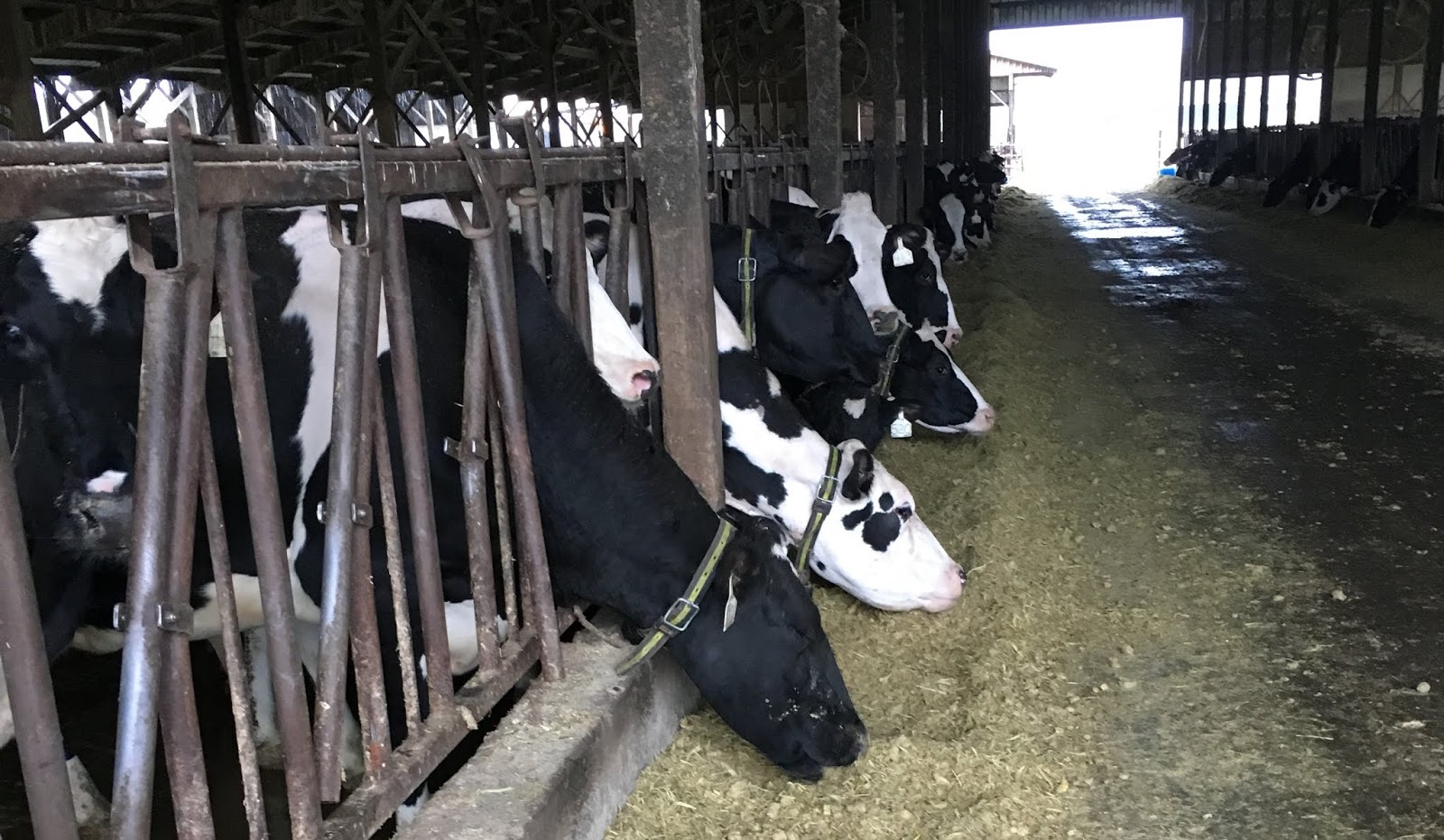 WSDA AgBriefs: Keeping cow poop out of the water