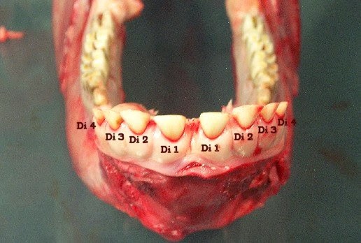 Dairy Farming: Using Dentition to Age Cattle