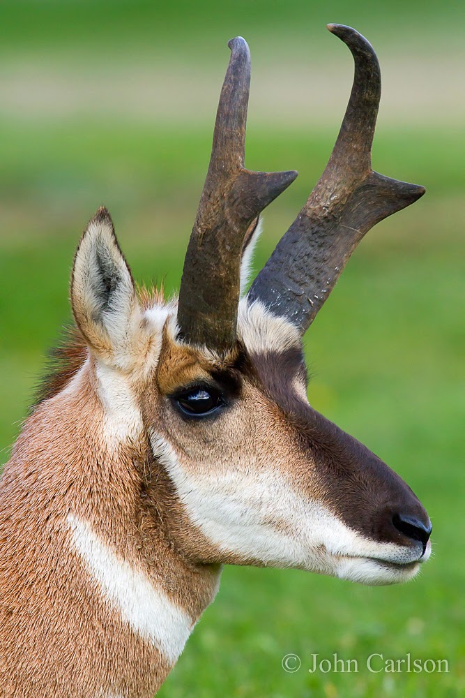 Prairie Ice: Pronghorn Portraits
