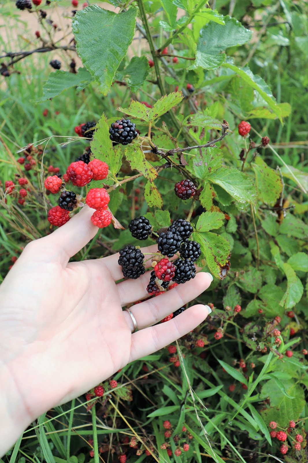Blackberry Season