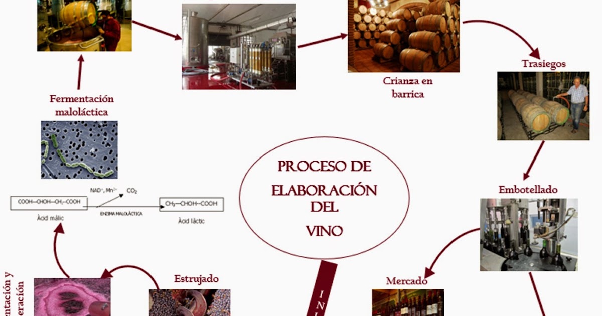 Enología y Vitivinicultura - Turismo- 7mo semestre - UAEH: LOS PASOS ...