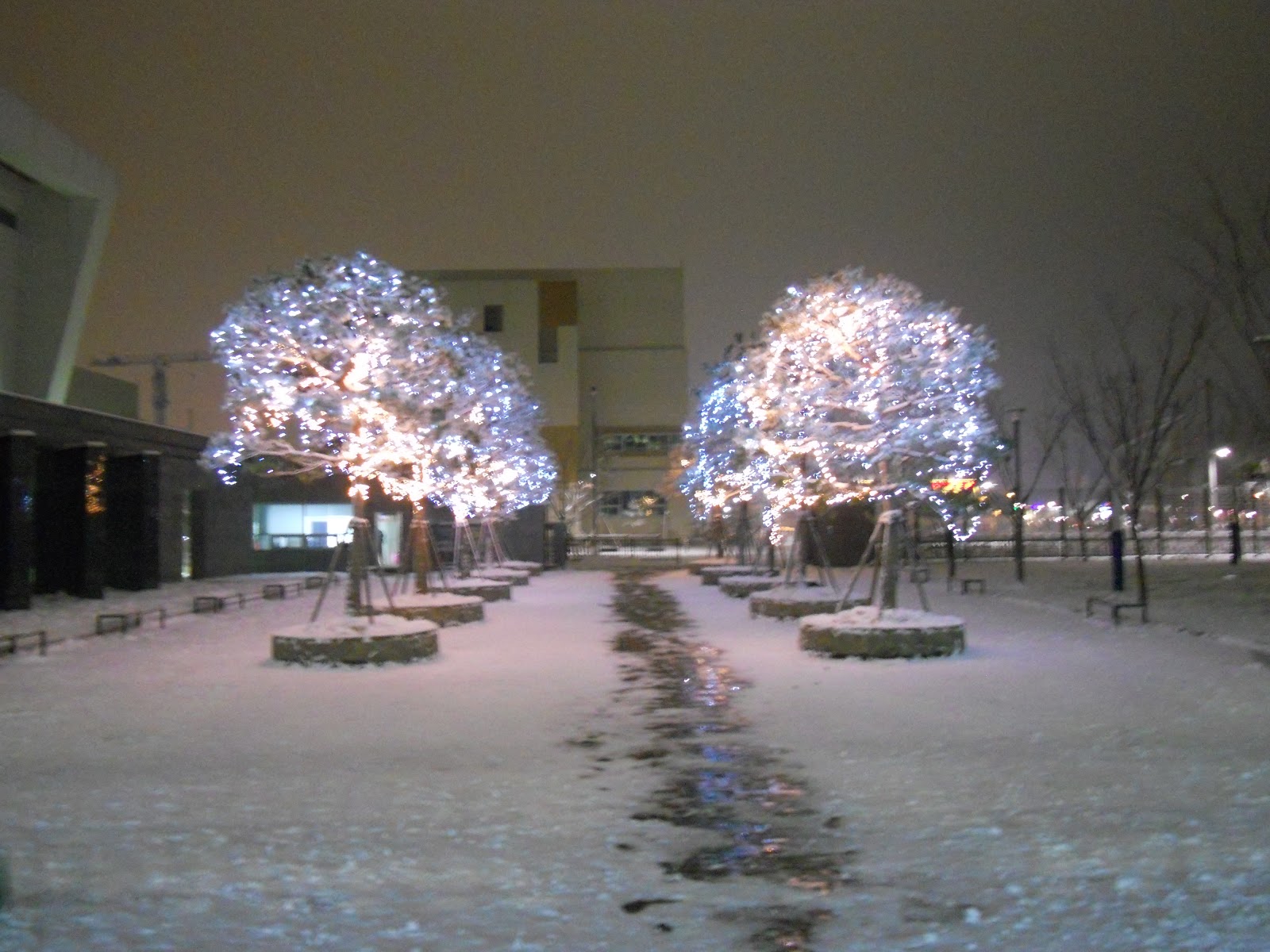 Doublecross in Daegu: Winter in Daegu