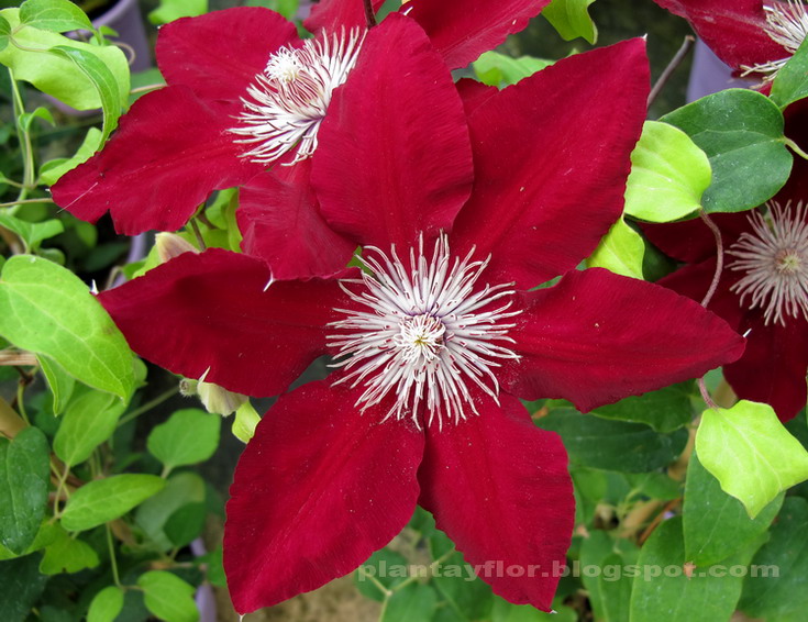 Plantas y flores: Clematis spp.