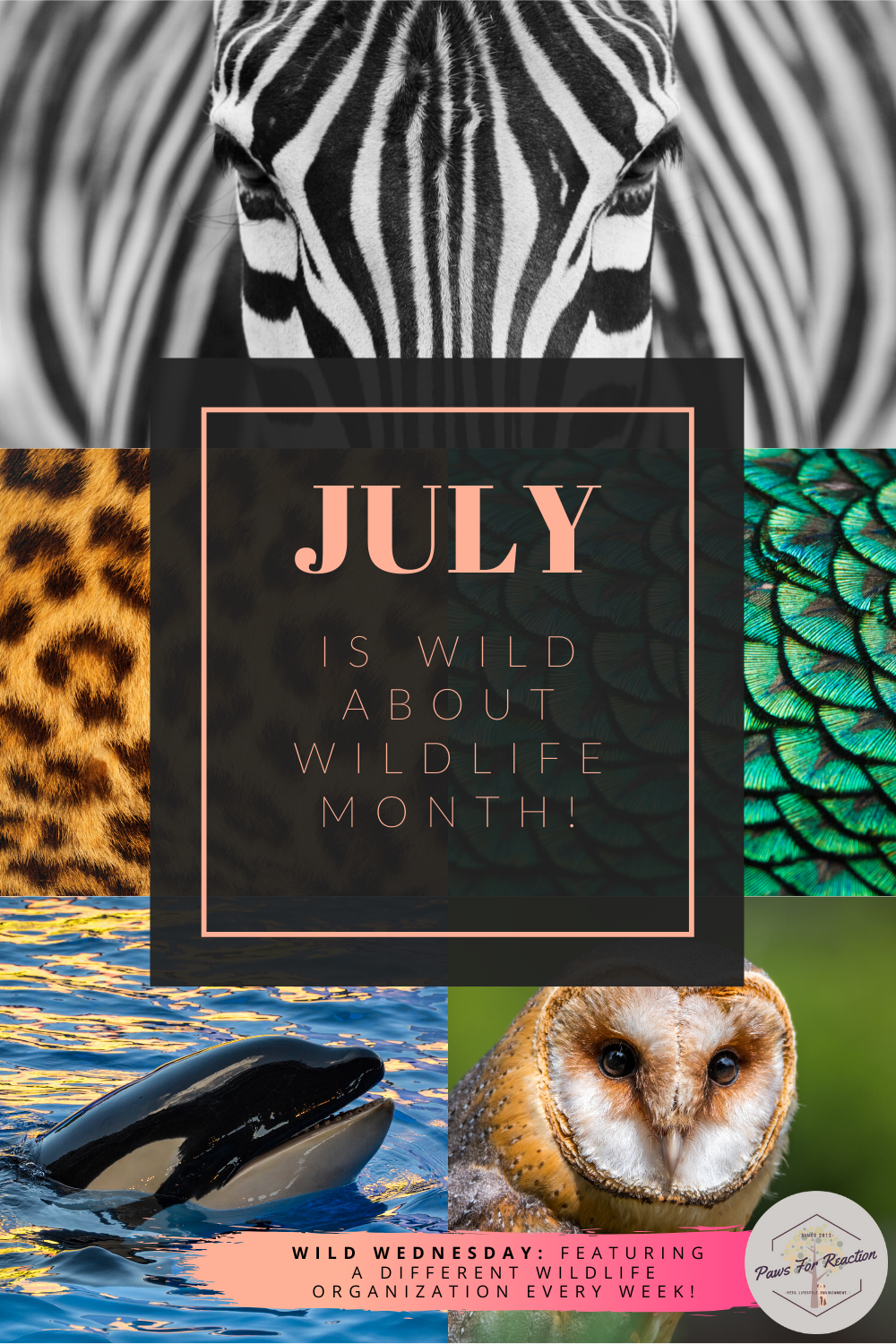 July is Wild About Wildlife Month: Introducing Wild Wednesday! | Paws ...