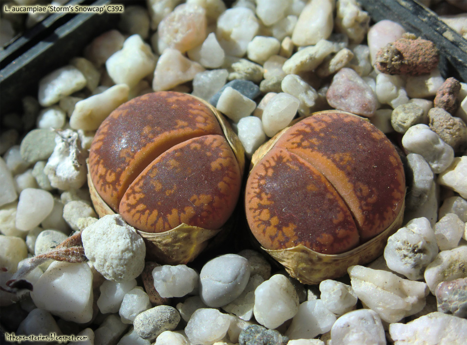 Lithops Stories: Newcomers - Lithops (13 pics)