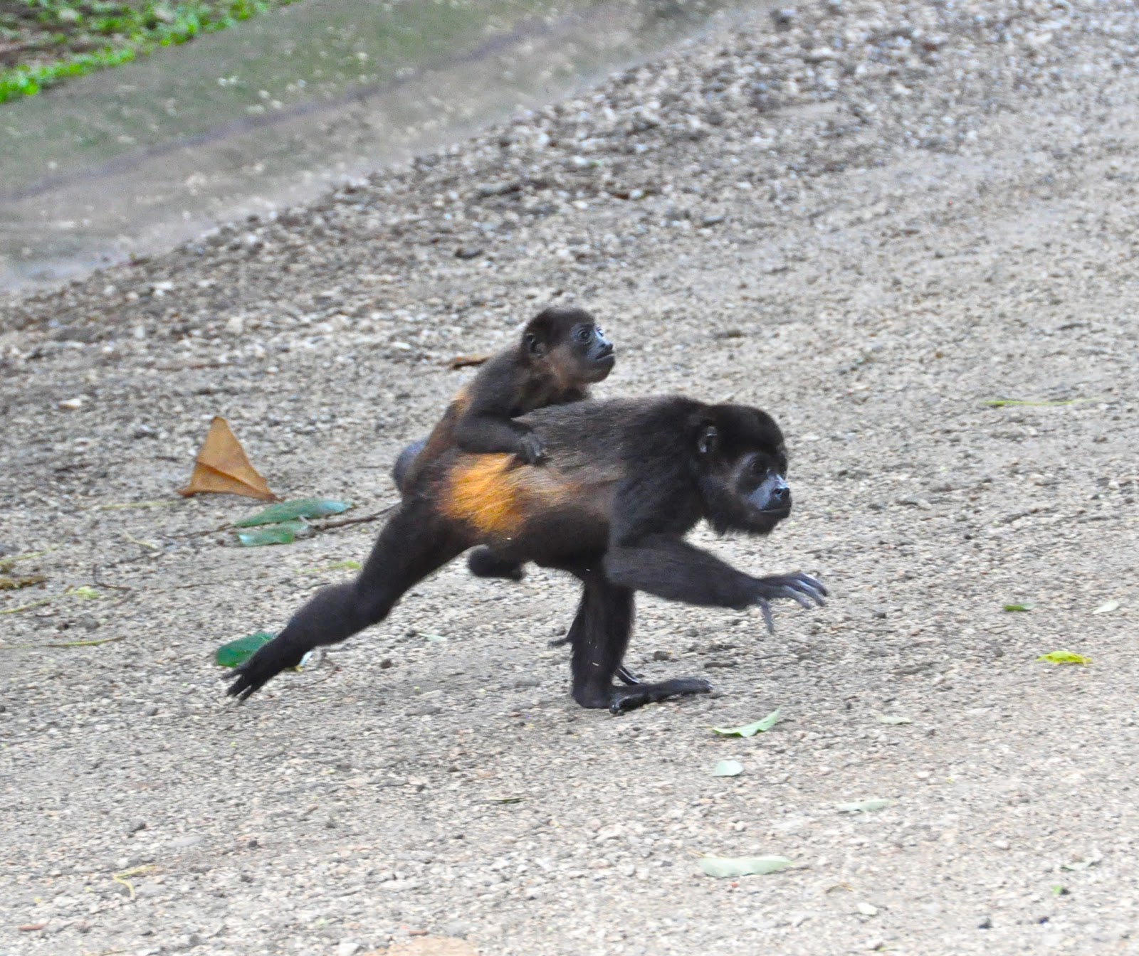 Tamarindo, Costa Rica Daily Photo: Why did the monkey cross the road?