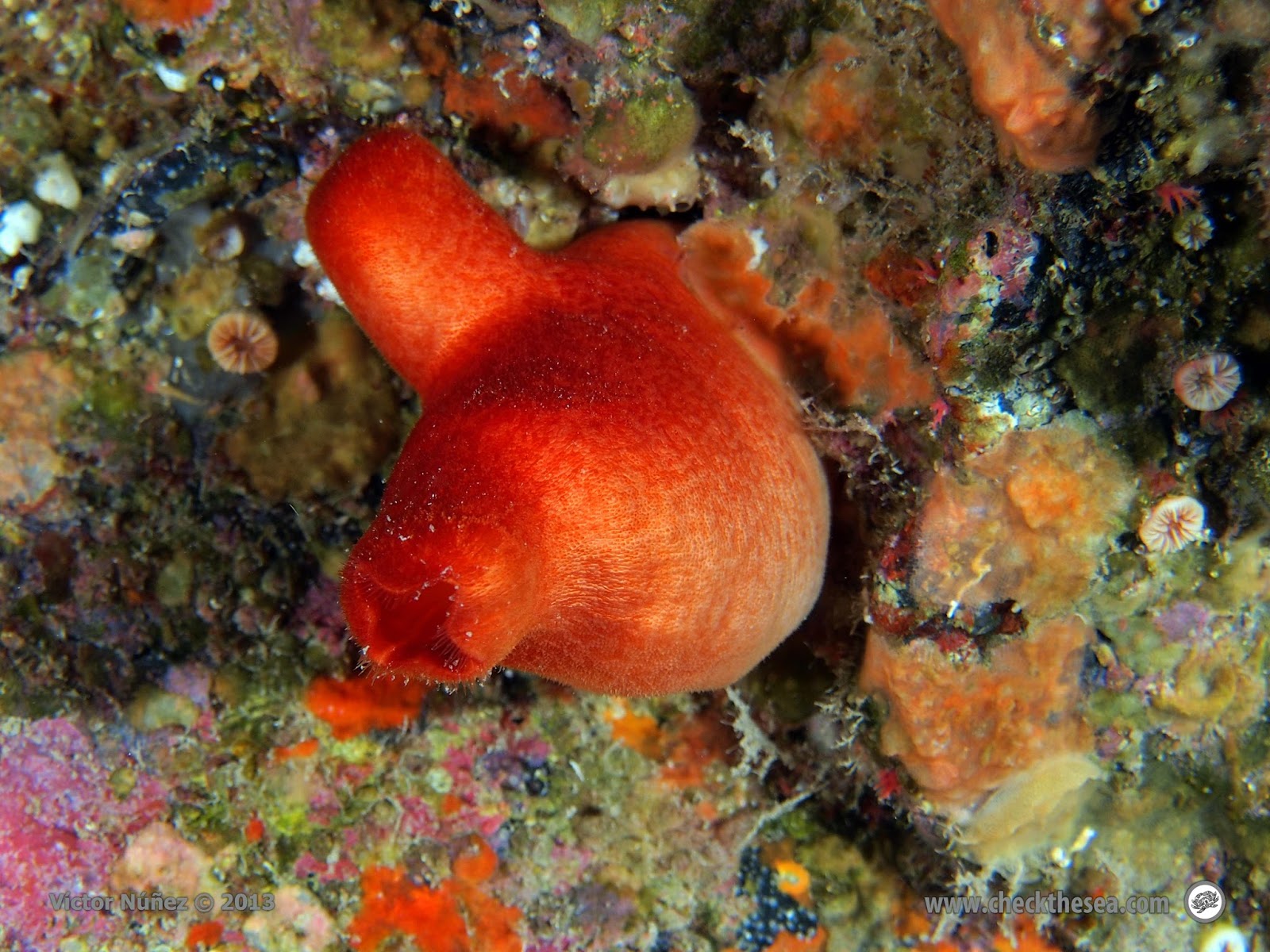 Check the Sea. Web de buceo y fotografía submarina de las Islas ...