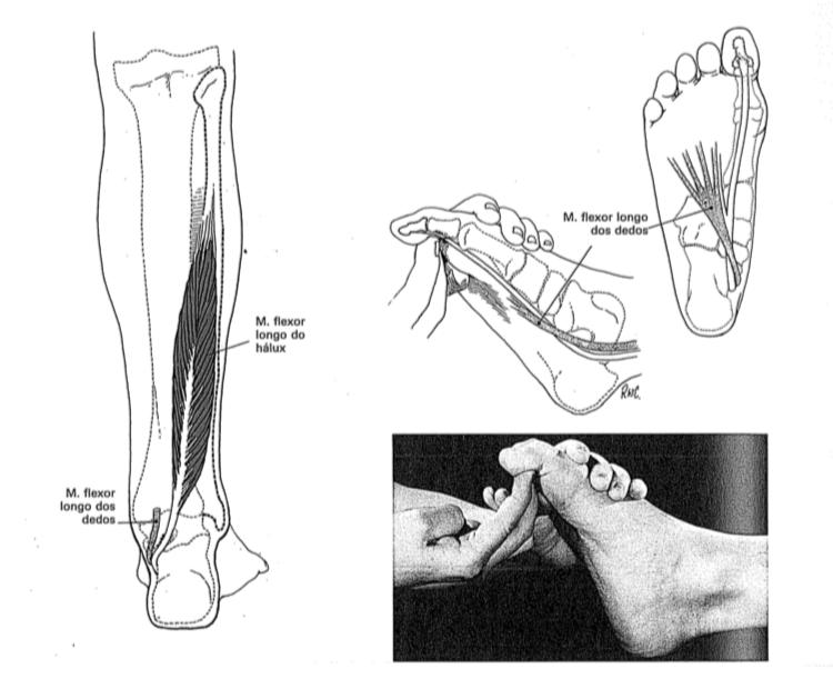Músculo flexor longo do hálux