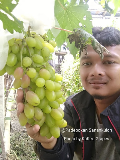 ini 3 jenis anggur yang direkomendasikan ditanam baik skala hobby ...