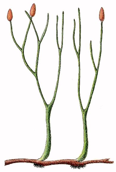 Escenarios prehistóricos: Aglaophyton