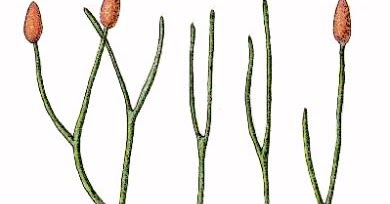 Escenarios prehistóricos: Aglaophyton