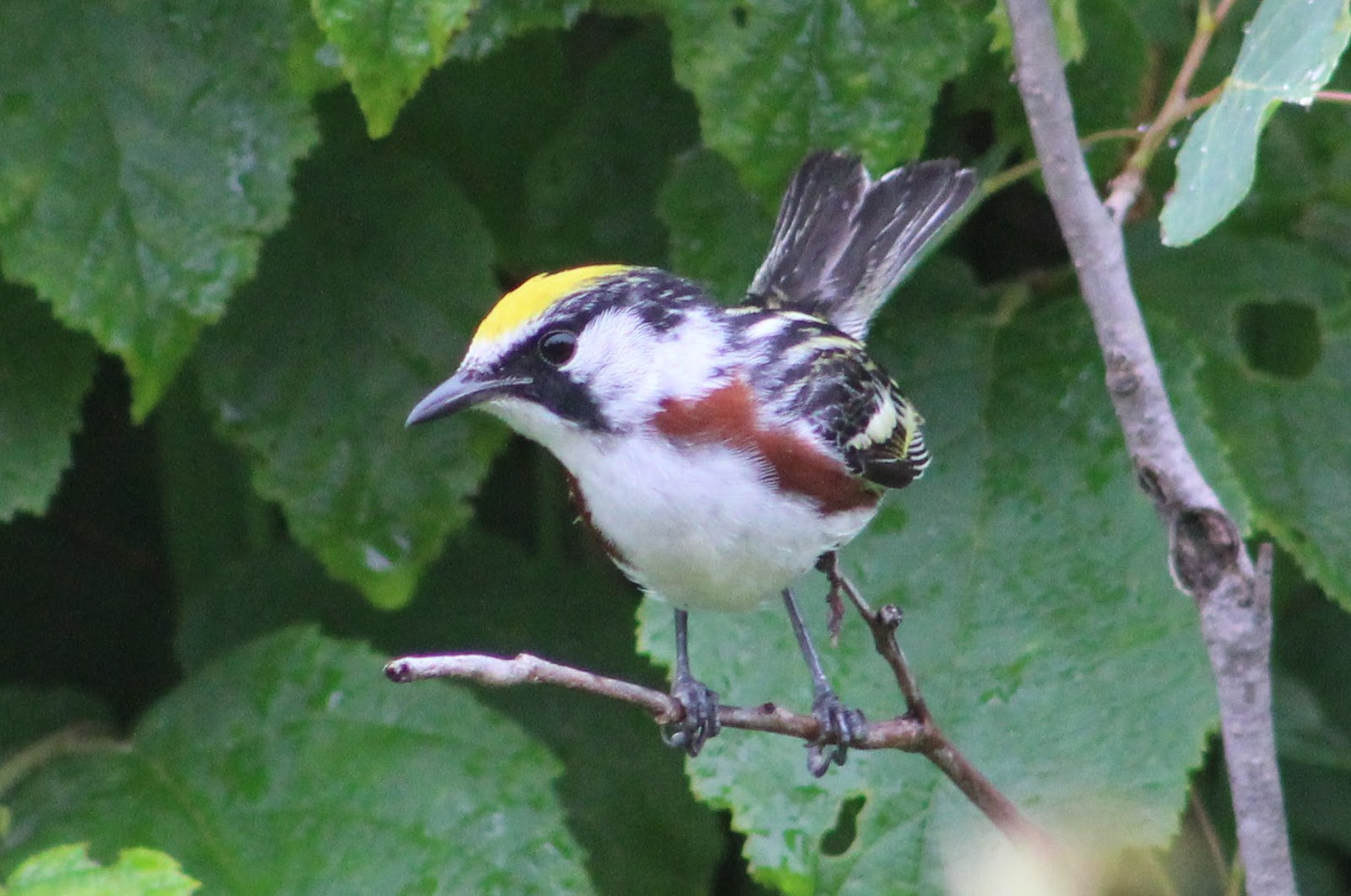 Tommy D's Birding Expeditions: Wisconsin Warblers