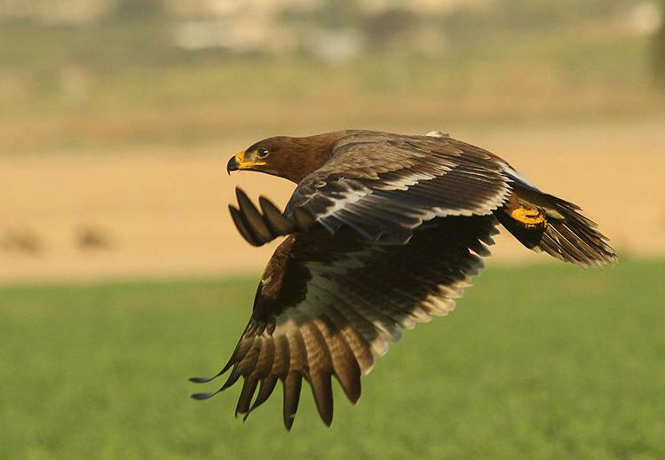 Spreebird wildlife: EAGLES OF PAKISTAN