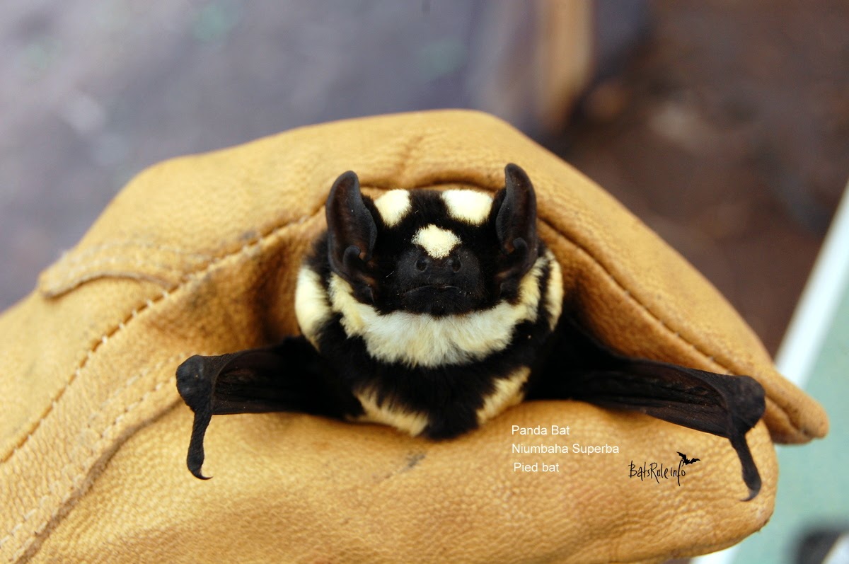 Panda Bat Researchers Discover New Genus Niumbaha Superba South Sudan