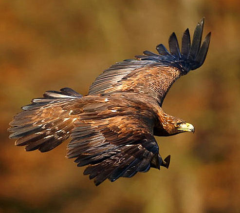 BARRY the BIRDER: World's most popular national bird