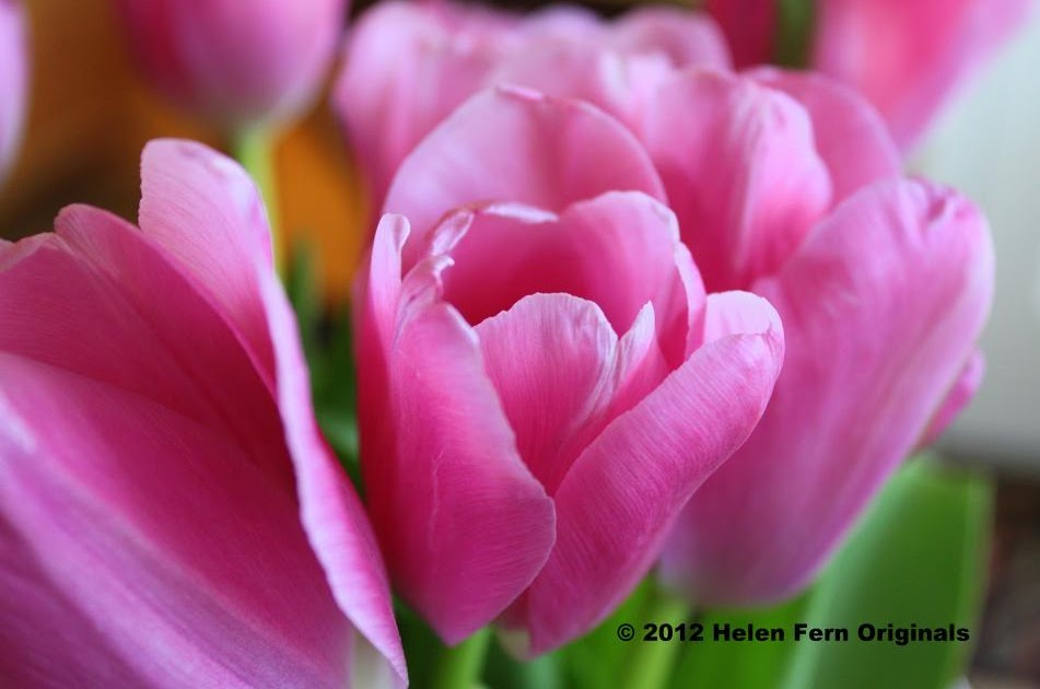 Helen Fern Original Photography: International Flower Day