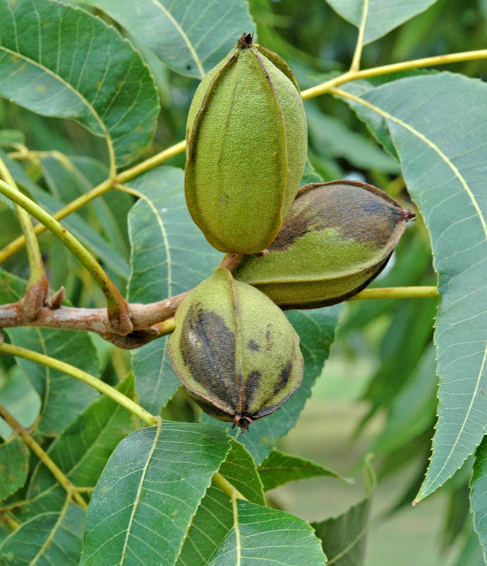 Northern Pecans: Drought induced nut drop