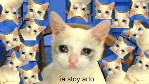 NO TE METAS CON LOS GATOS : MEME GATO