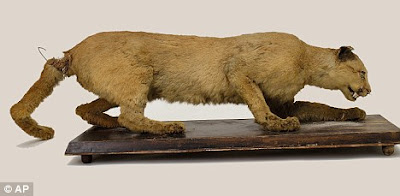Eastern cougar finally declared extinct... at least 80 years after it ...