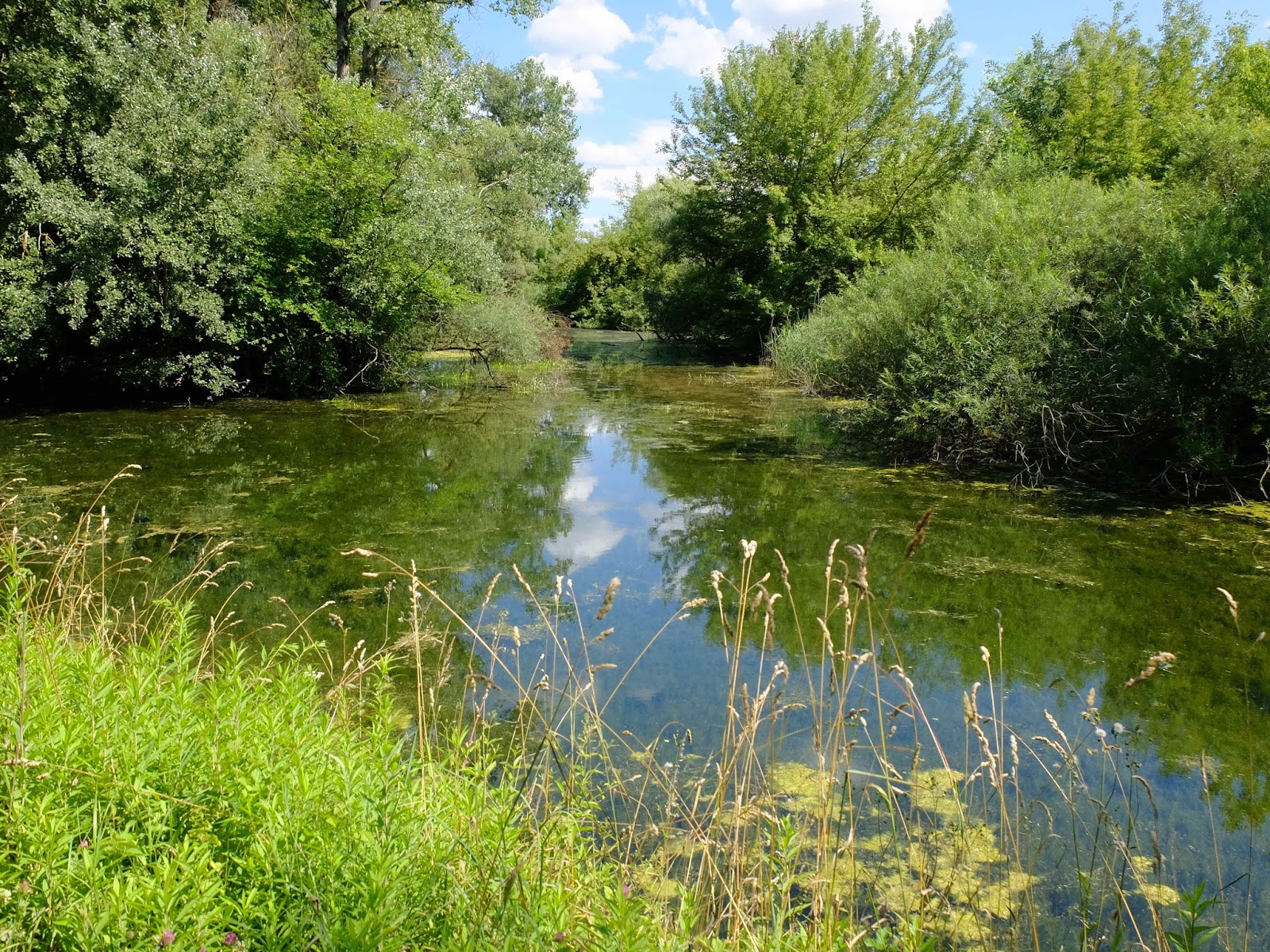 le promeneur du 68: En Alsace : dans la Réserve Naturelle de l'Ile de ...