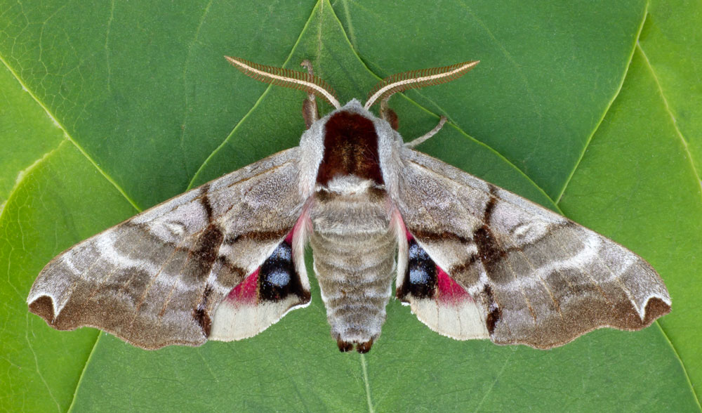 Ian Maton Nature Photography