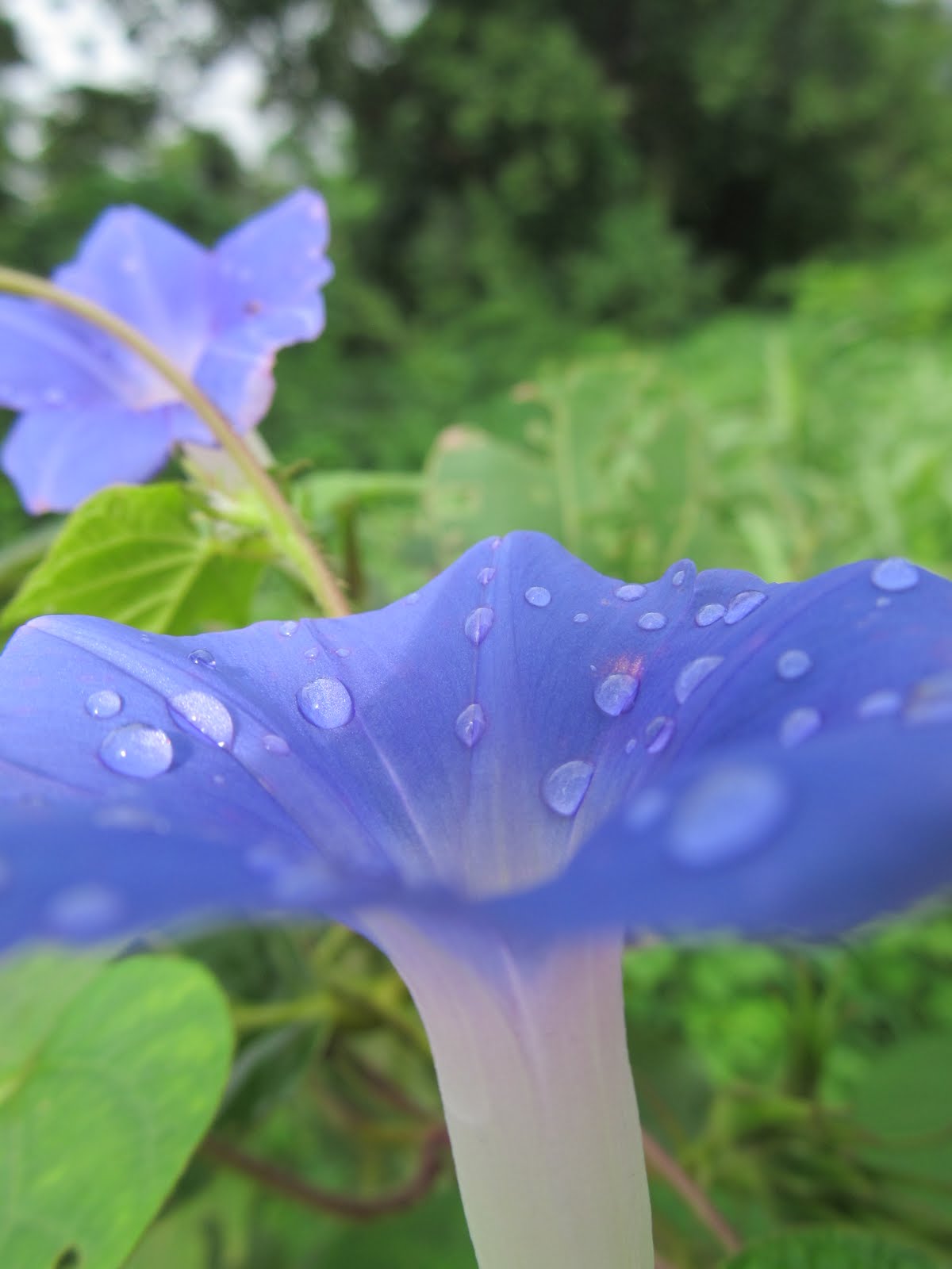 photos of trek trip: Mahuli fort