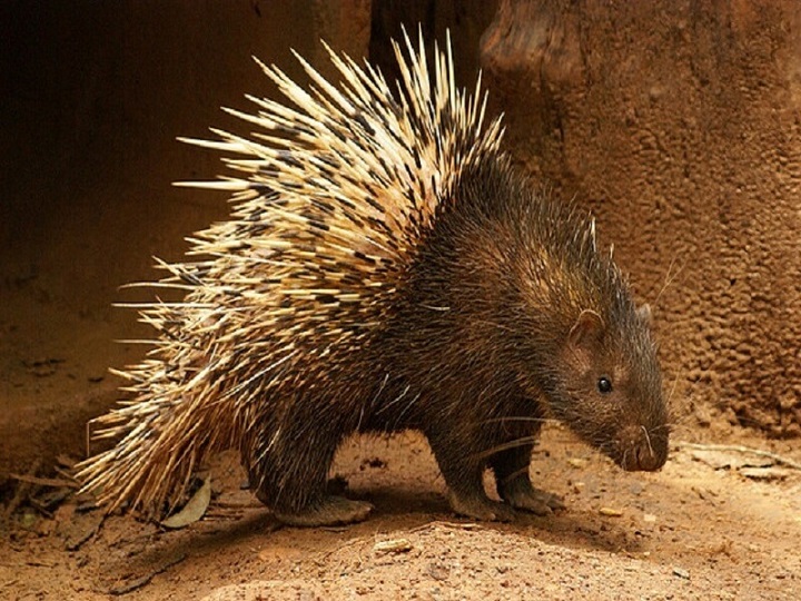 Apa Fungsi Duri di Tubuh Landak? | Belajar Sampai Mati