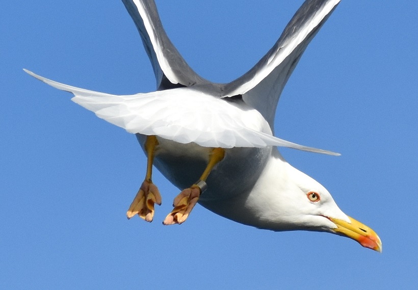 Prstenovani galeb - ISSA-VIS-Kut