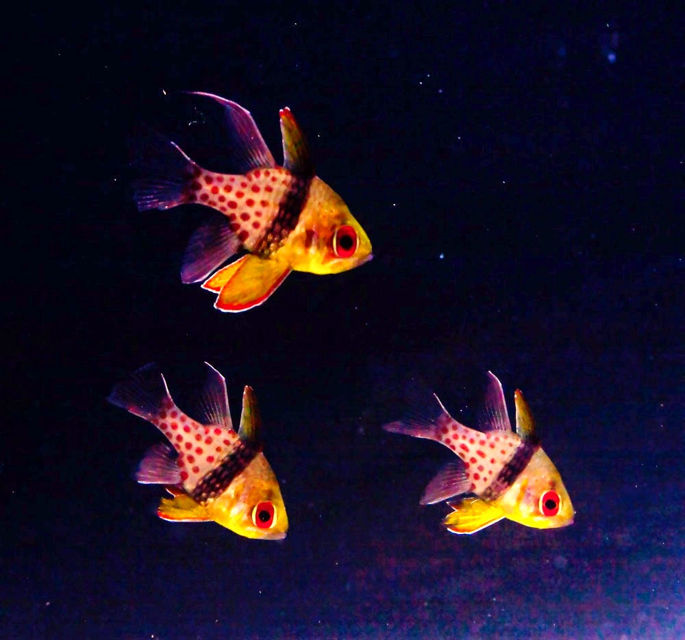 PAJAMA CARDINAL FISH photos - wallpapers | the fun bank