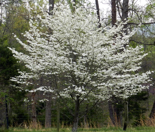 Blue Country Magic: Dogwood Blooms