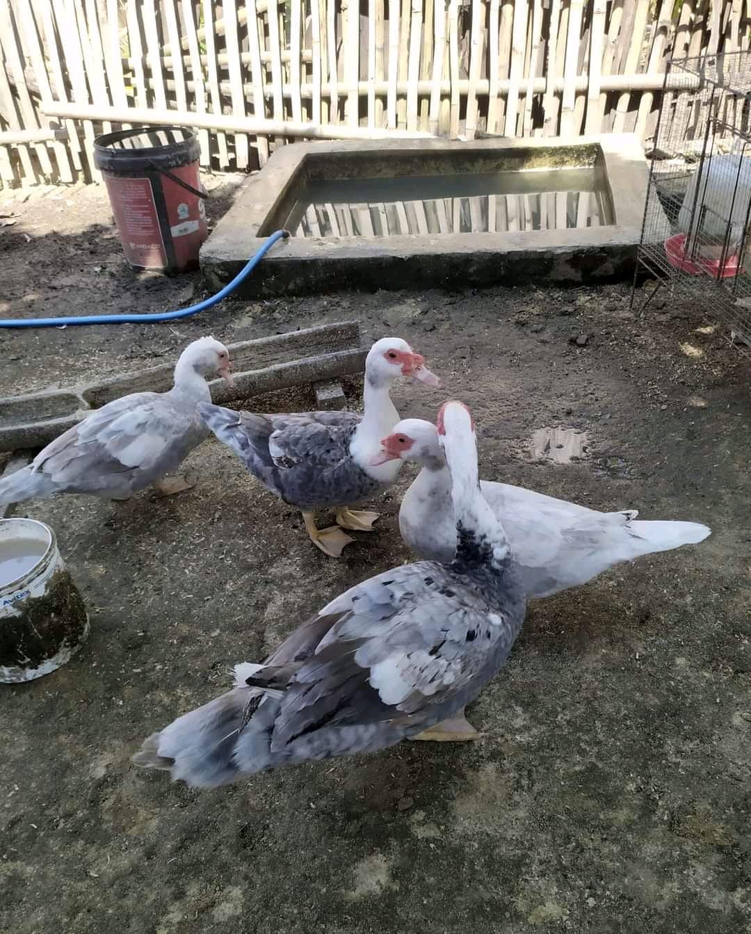 Jenis-jenis Entok Yang Ada Di Indonesia