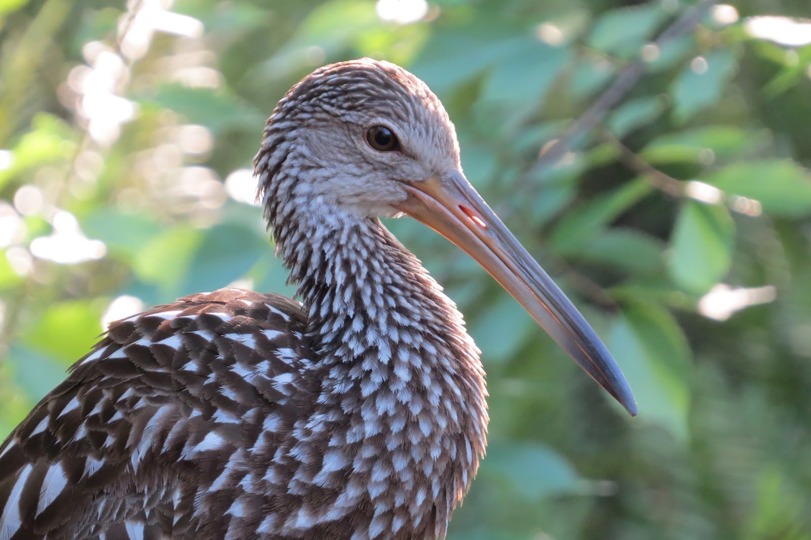 Florida Suncoast Birding: Birds and Wildlife Special to Southwest Florida