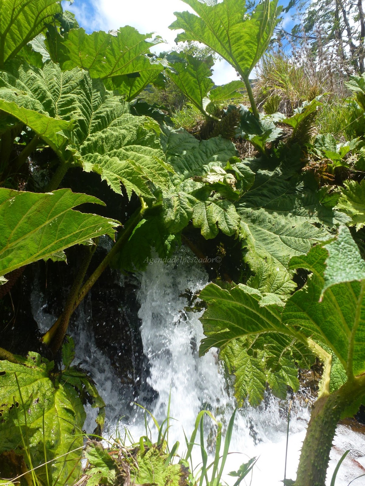 Agenda del Pescador: Mermelada de Nalca (Gunnera chilensis)