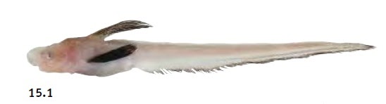 Ikan Hidung Lembut Atau Pacific Jellynose Fish (Ateleopus japonicus ...