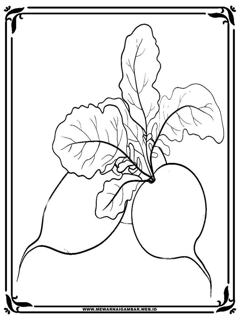 Mewarnai Gambar Lobak | Mewarnai Gambar