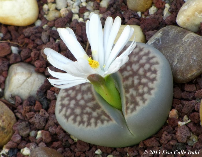 Descubriendo hojas: Lithops en el invernadero del Botánico de Madrid