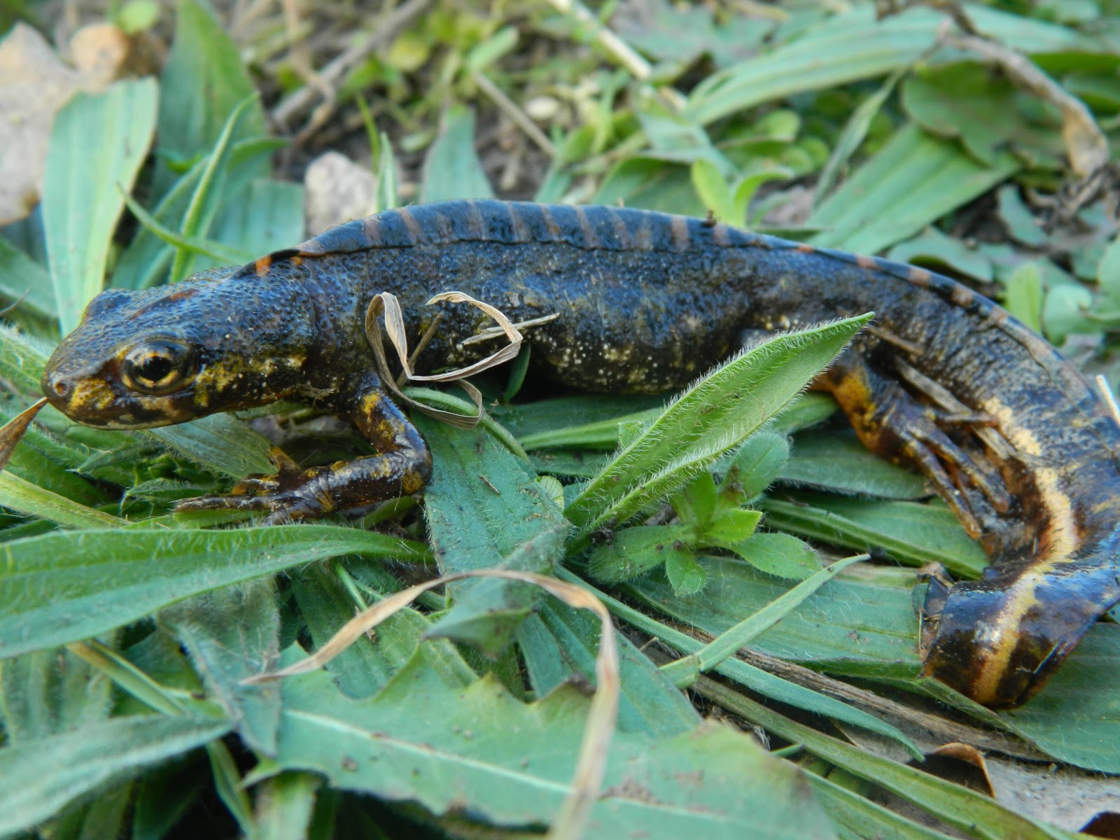 Biologia de camp: Tritó verd