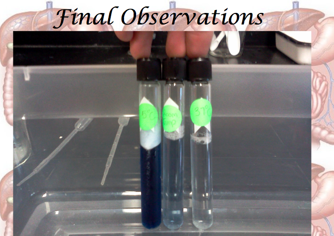 EC Honors Biology: Investigating Digestive Enzymes Lab