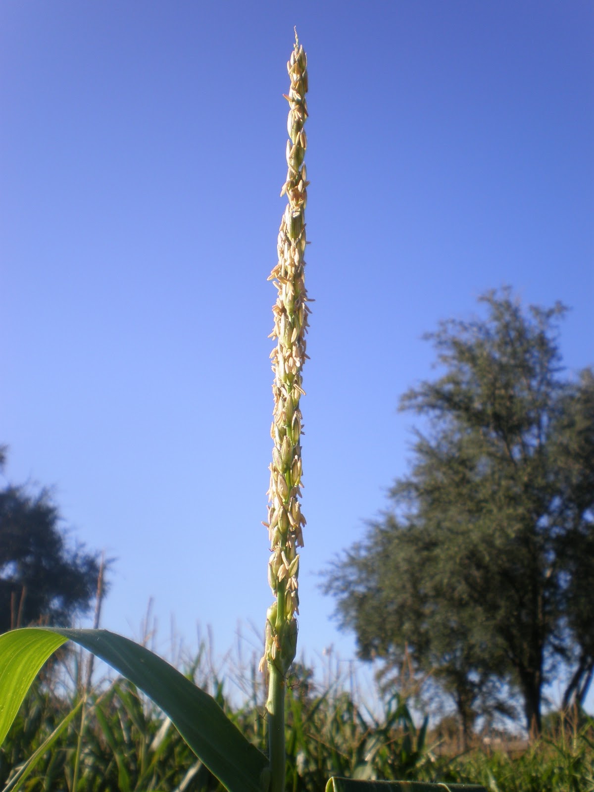 Perspicacity: Wordless Wednesday (A"Maze"Ing Corn Edition)