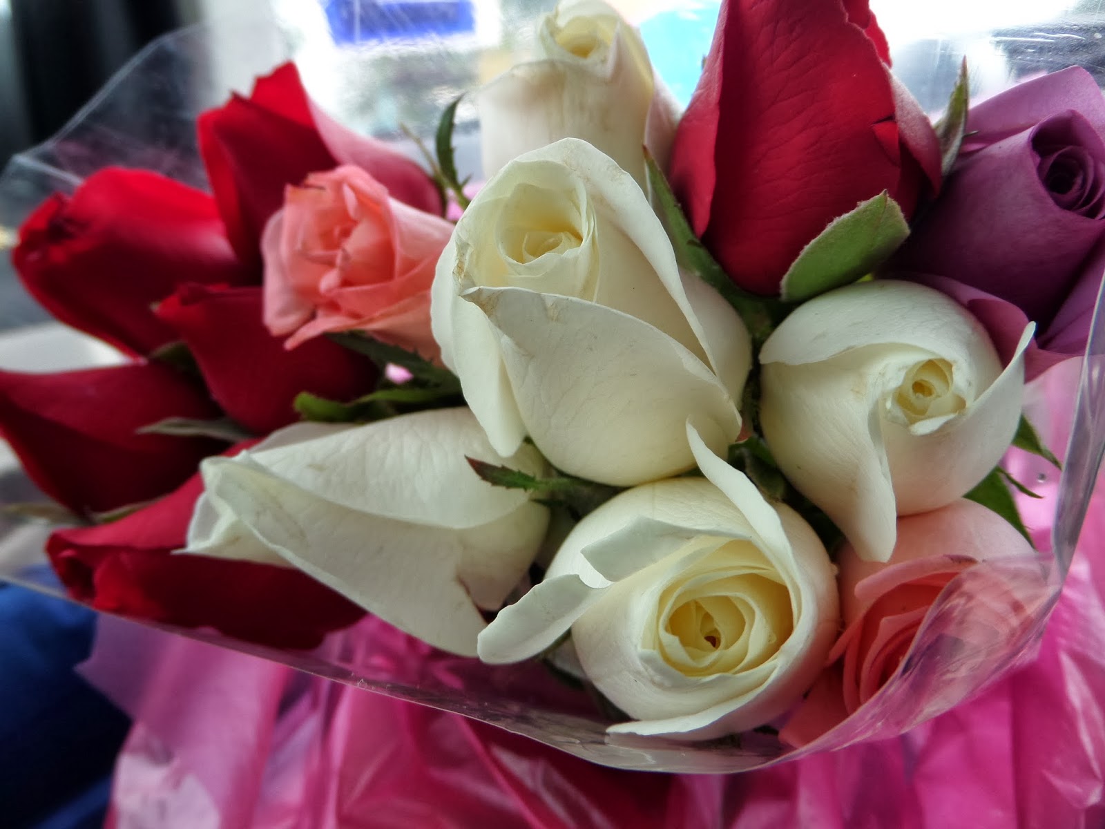 foto zaza: bunga ros segar 43sen sekuntum