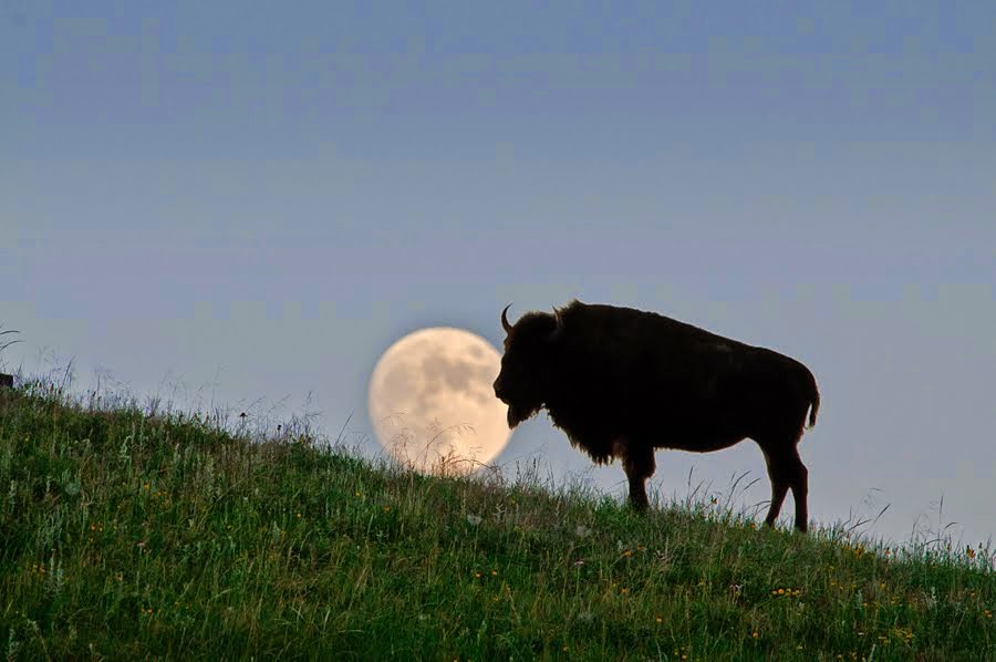 White Wolf : Full Strawberry Moon: What You Need to Know About June's ...